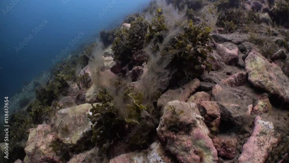 White anemones and yellow sponge on a stone floor. Beautiful landscapes ...