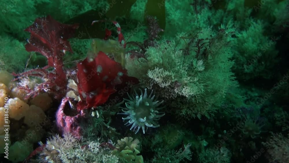 White anemones and yellow sponge on a stone floor. Beautiful landscapes ...