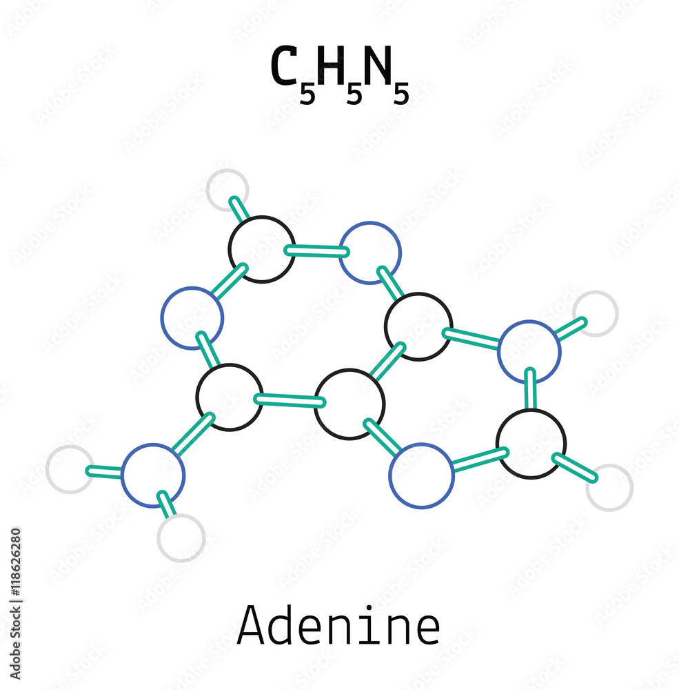 C5H5N5 adenine molecule Stock Vector | Adobe Stock