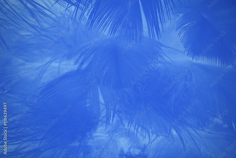Blue color trends feather texture abstract background Stock Photo ...
