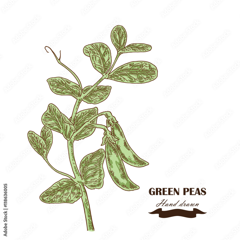 Hand drawn peas plant. Vector illustration in sketch style vector de ...