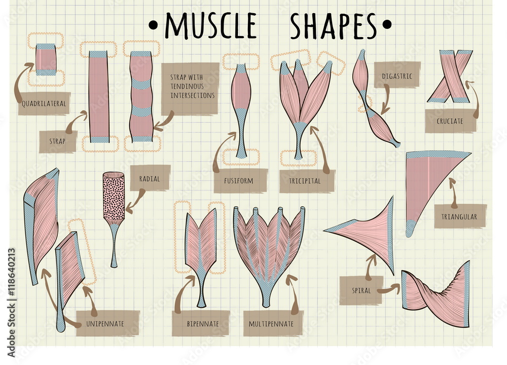 types of human muscle Stock Vector | Adobe Stock