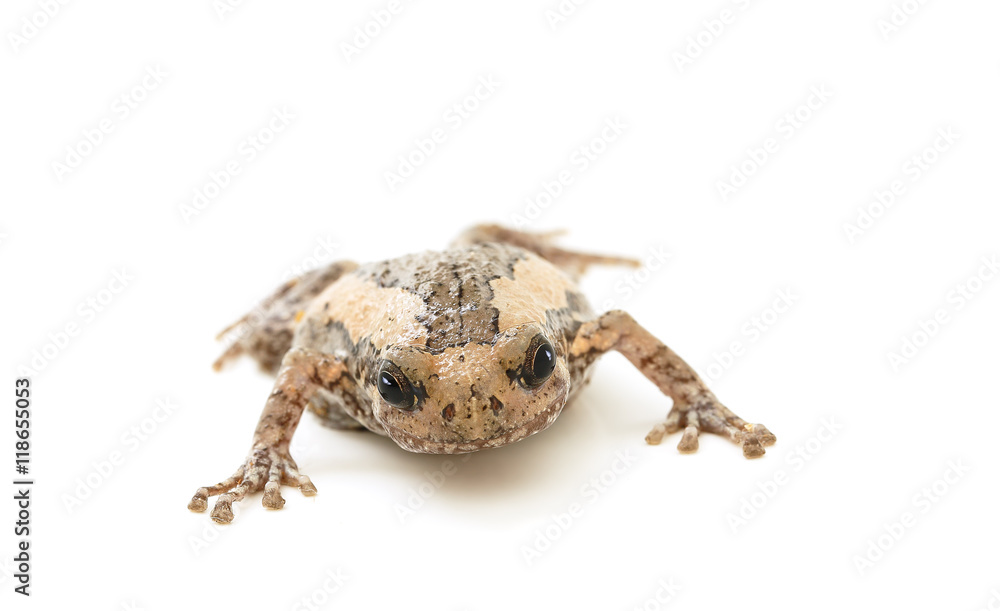 Bubble frog Stock Photo | Adobe Stock