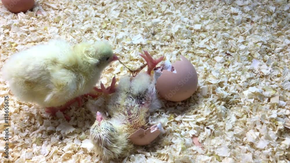 Baby chick pecs at another chicks umbilical cord after it was recently ...