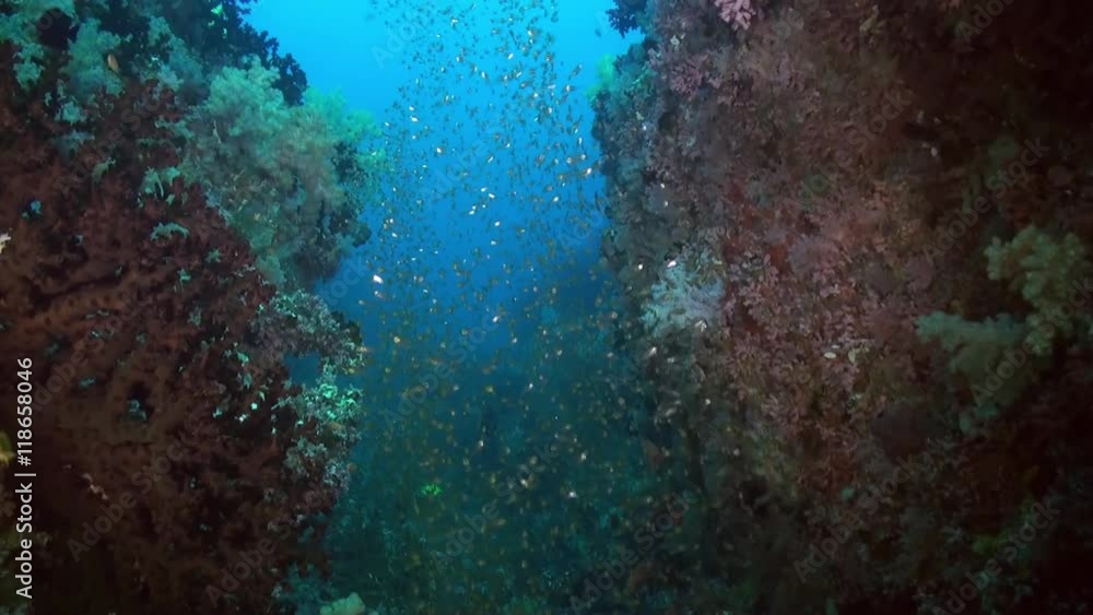 A flock school of tropical angry fish on the reef in ocean at duskin ...