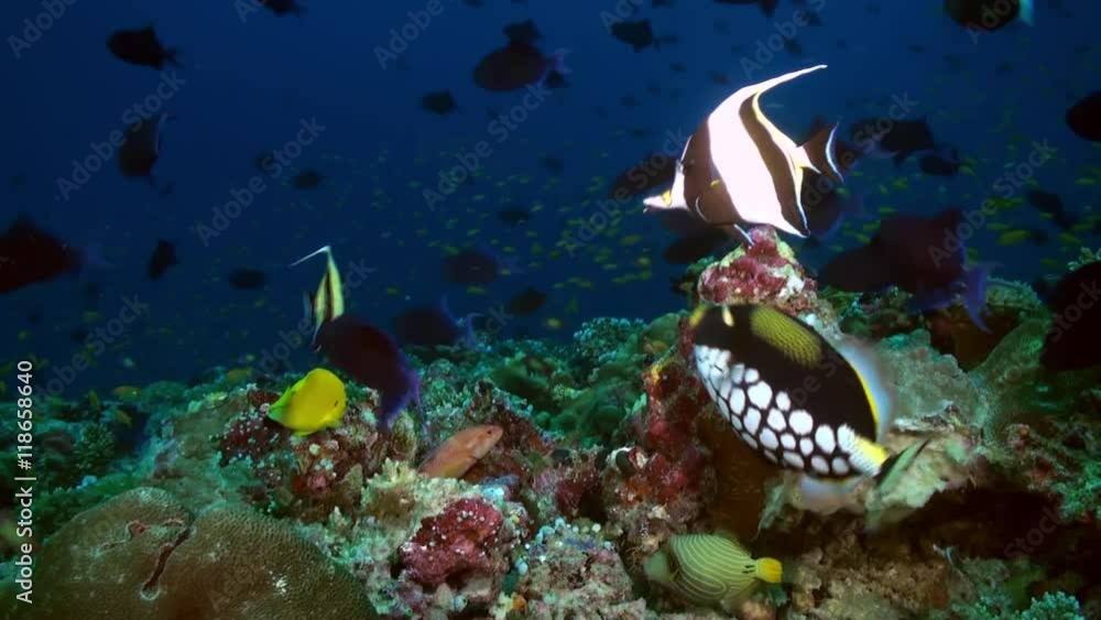 Butterfly fish on the reef at dusk in search of food in lagoon. Amazing ...