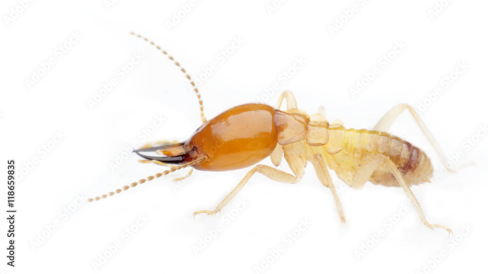 termite Stock-Foto | Adobe Stock