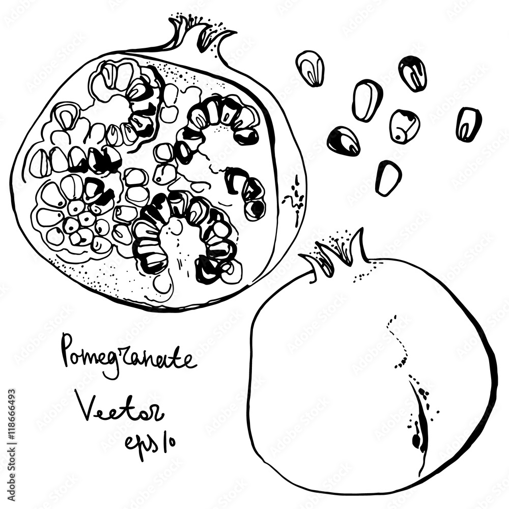 Pomegranate line drawn on a white background. Vector sketch of the ...