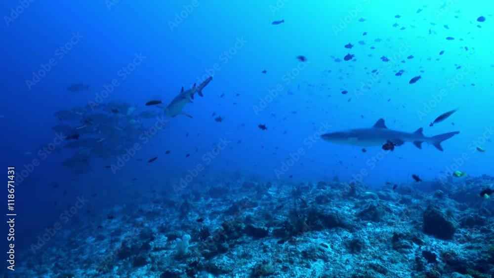 Shark swims at the edge of the reef in search of food in lagoon ocean ...