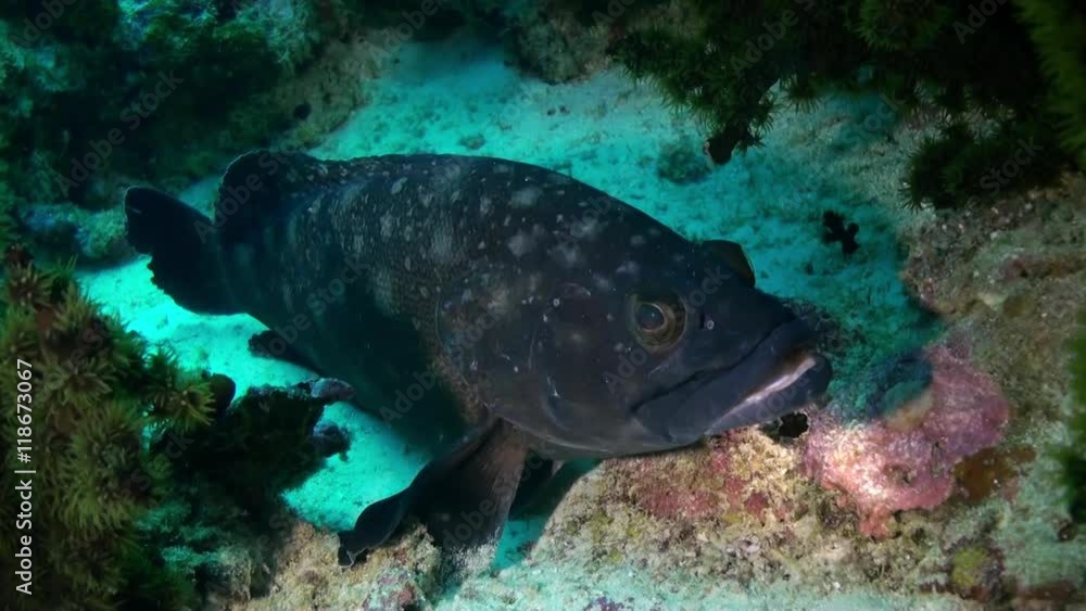Grouper fish on the sandy bottom in search of food in the ocean in ...