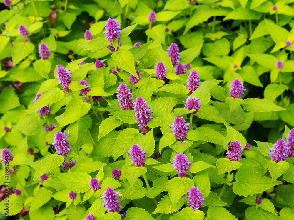 Yellow and violet Agastache foeniculum 'Golden Jubilee' (blue giant ...