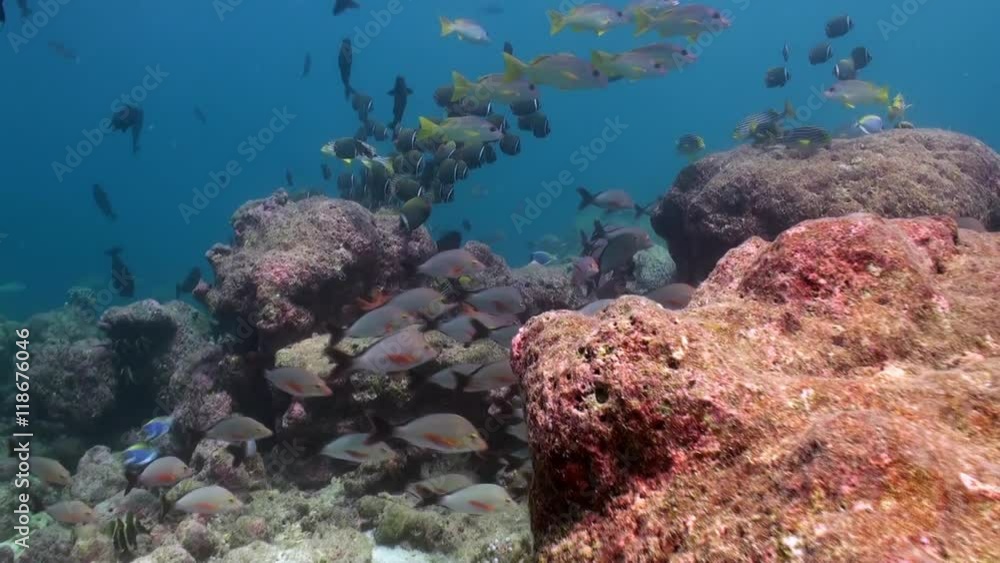 A flock school of tropical fish on the reef in search of food. Amazing ...