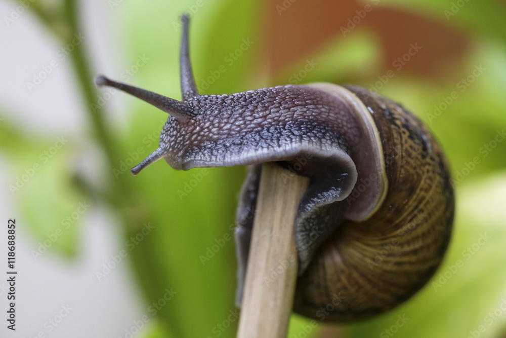 Snail wrapped around a twig in garden comes out of its shell Stock ...