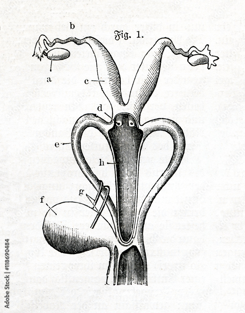 Uterus of kangaroo (from Meyers Lexikon, 1895, 7 vol.) Stock ...