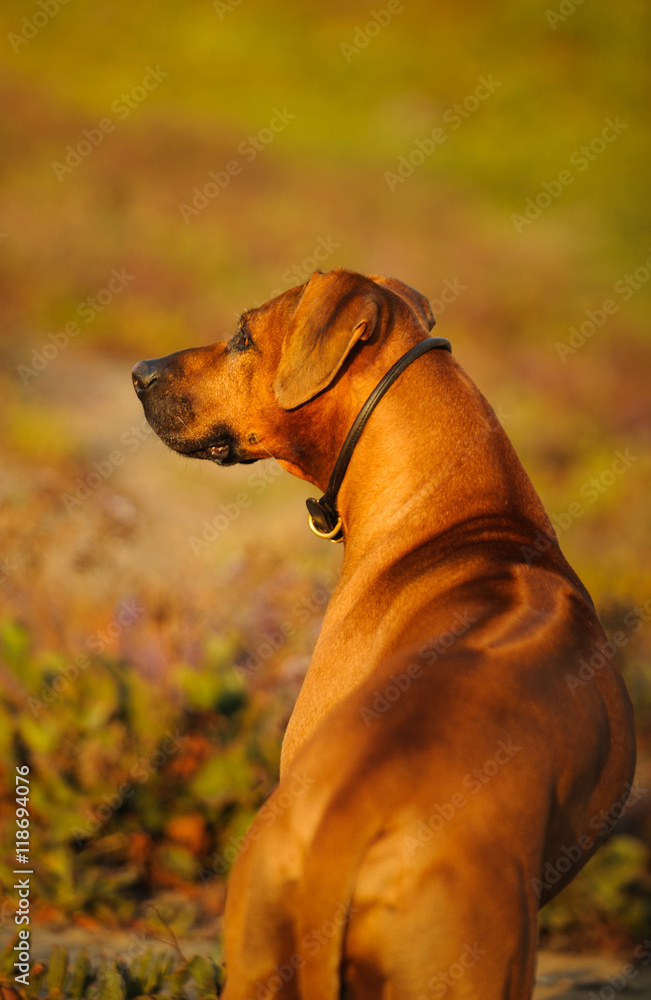 Rhodesian Ridgeback Back