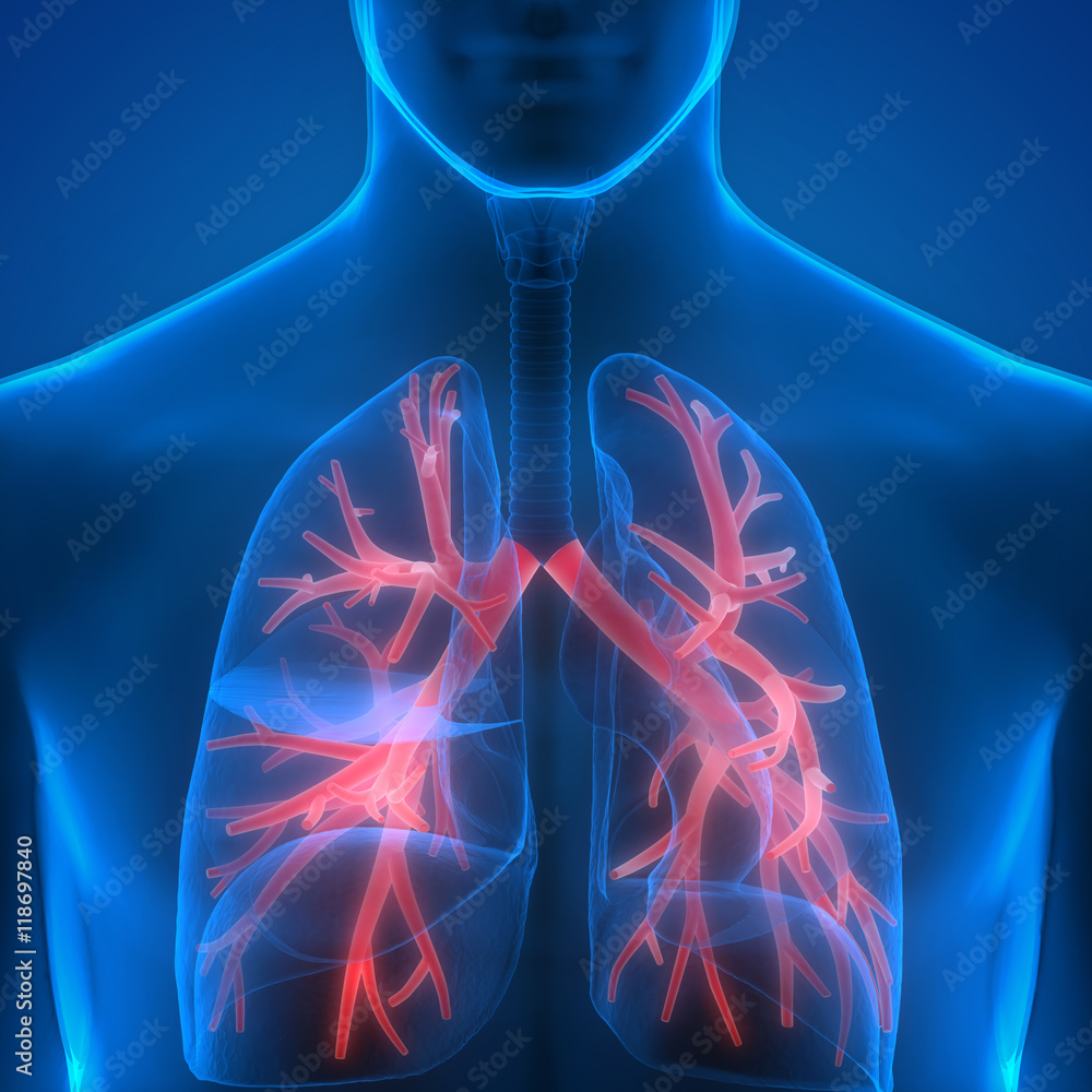 Human Lungs Inside Anatomy (Larynx, Trachea, Bronchioles) Stock ...