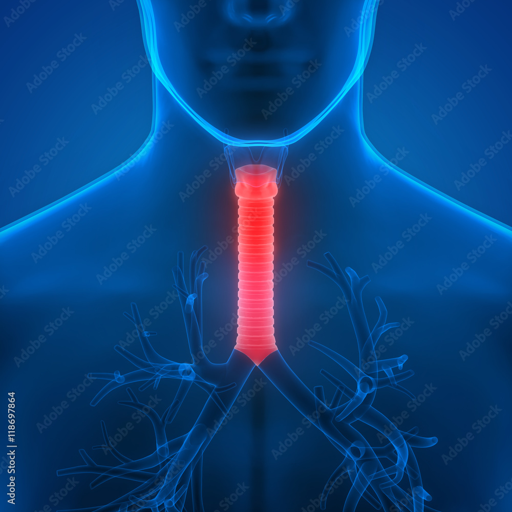 Human Lungs Inside Anatomy (Larynx, Trachea, Bronchioles) Stock ...
