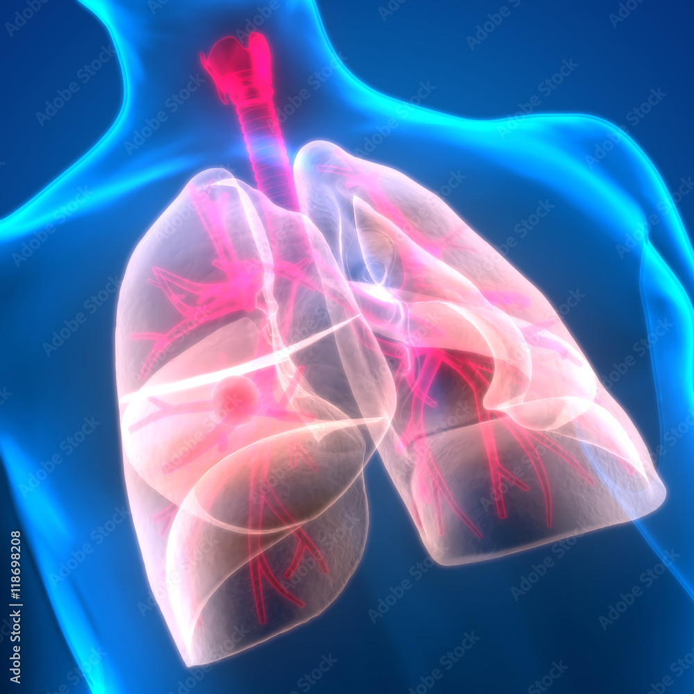 Human Body Organs (Lungs Anatomy) Stock Illustration | Adobe Stock