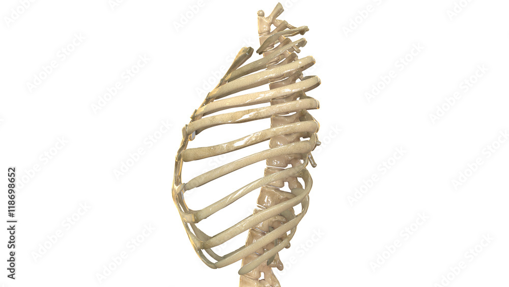 Human Skeleton Ribs with vertebral column Anatomy (Lateral view) Stock ...