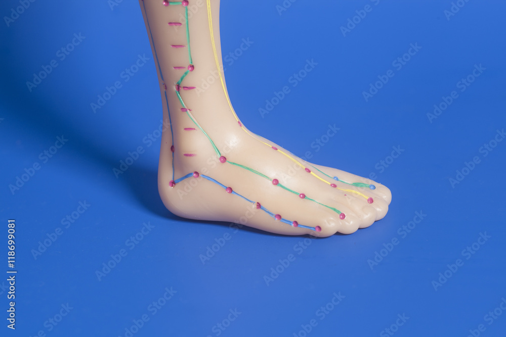 Medical acupuncture model of human feet on blue background Stock Photo ...