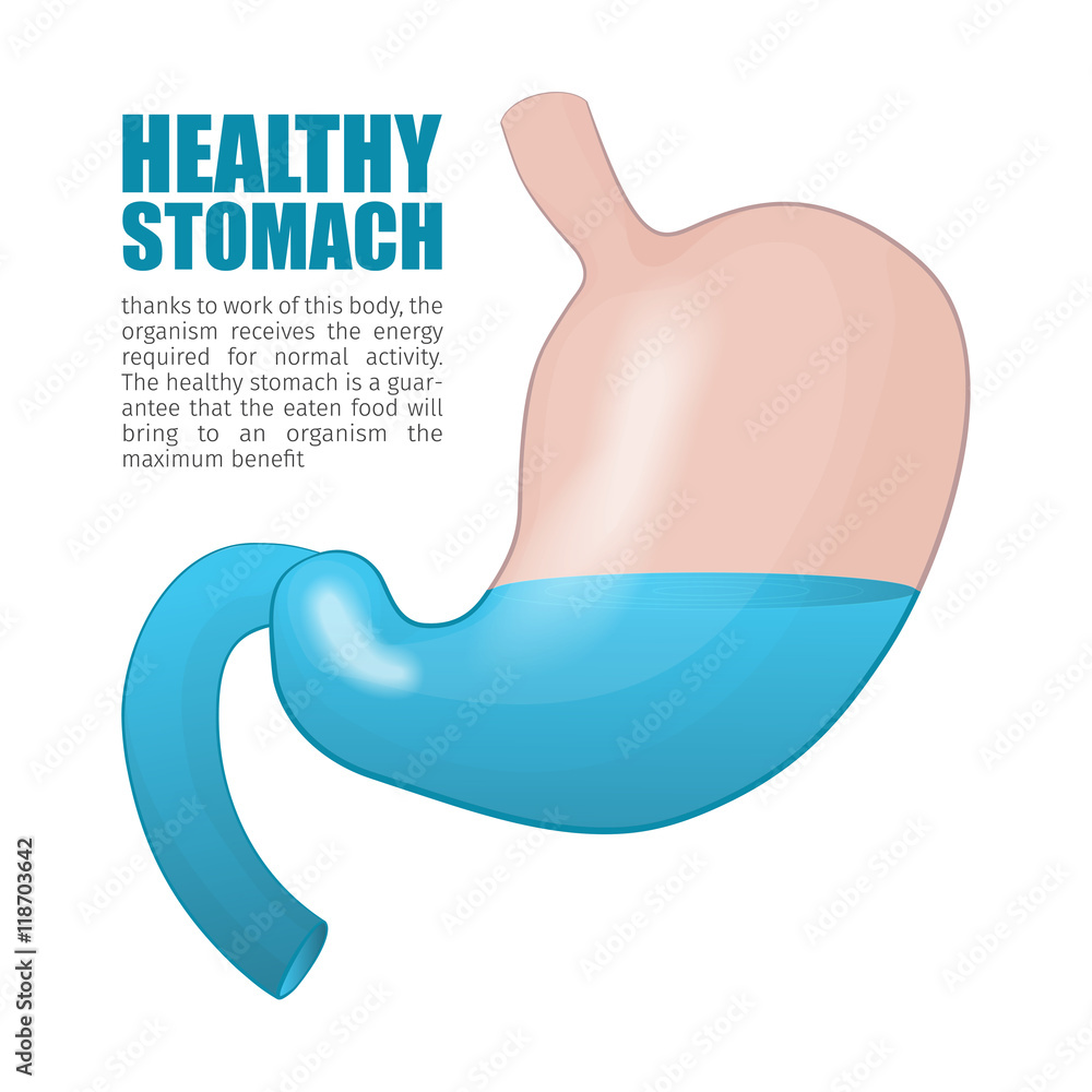 Healthy human stomach. Vector Illustration. Template for design of the ...
