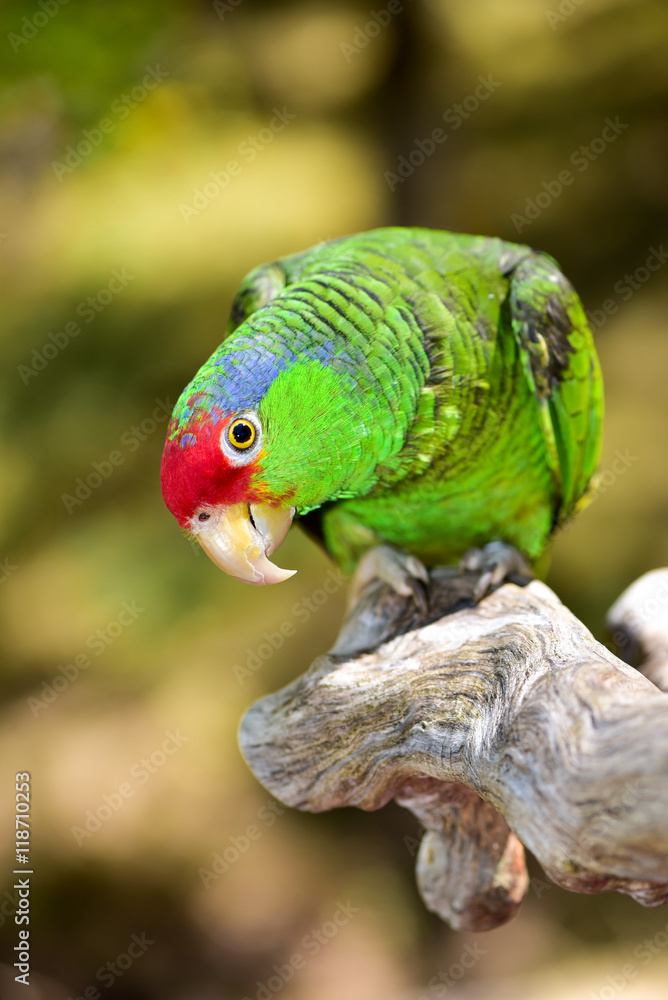 Beautiful Amazon Parrot. Mexican Red Head Stock Photo | Adobe Stock