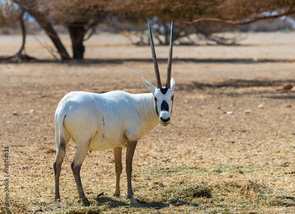 Antelope, Arabian oryx (Oryx leucoryx). The oryx inhabits Israeli ...
