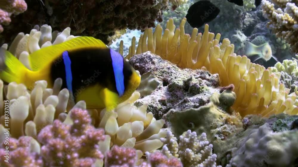 Anemones and clown fish on sea floor on coral reef in lagoon. Amazing ...