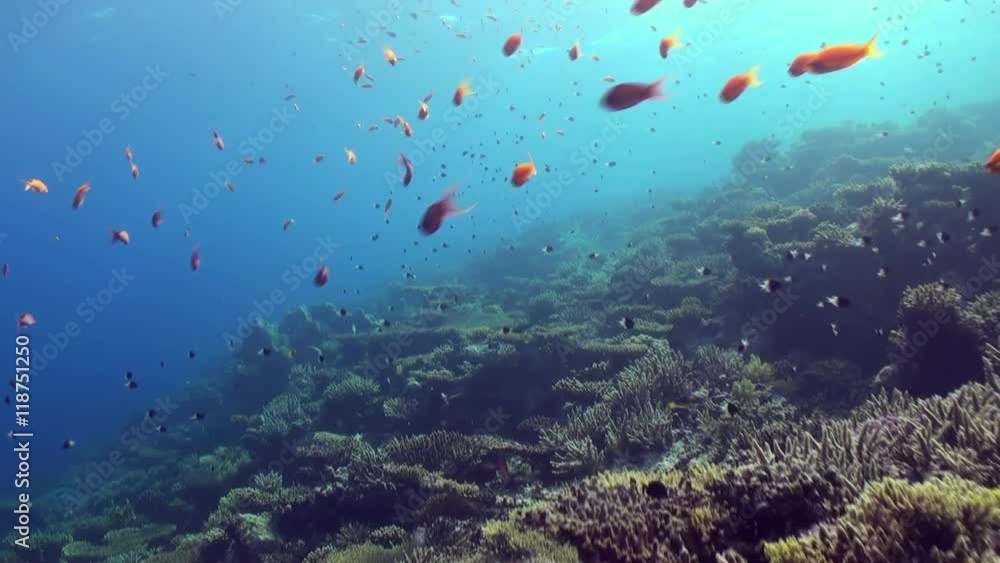 Underwater landscape of coral reef. Amazing, beautiful underwater ...