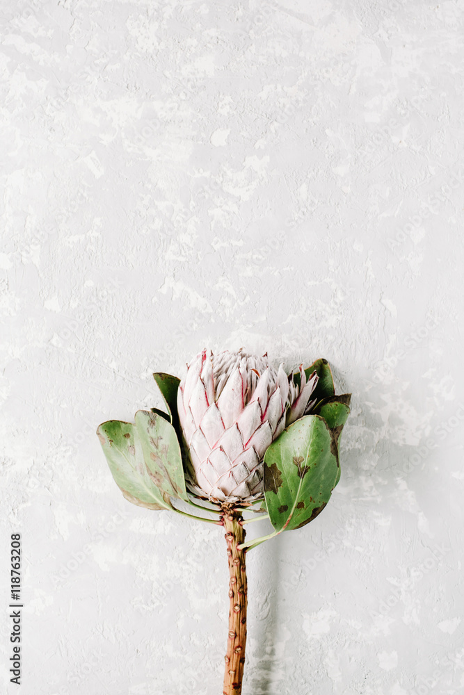proteus flower on bright concrete background. flat lay, top view Stock ...