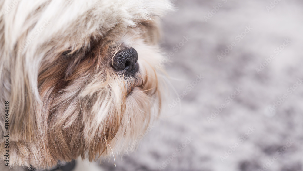 Cute furry cute dog face portrait Stock Photo | Adobe Stock