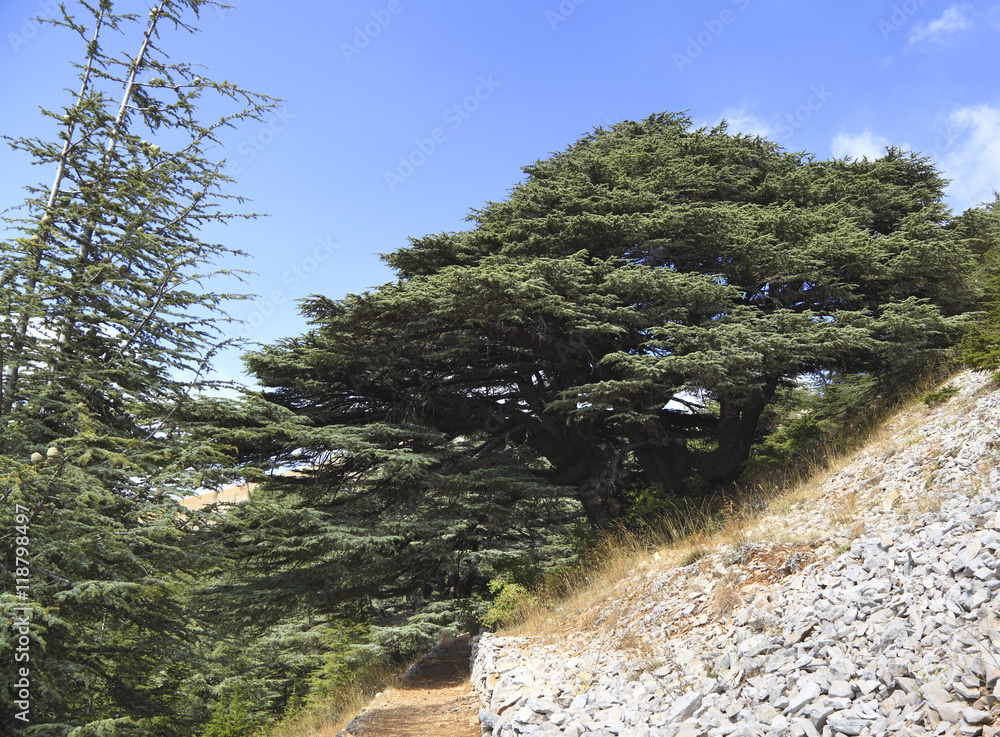 Lebanon Cedar Tree in forest- a photo of the actual tree represented as ...