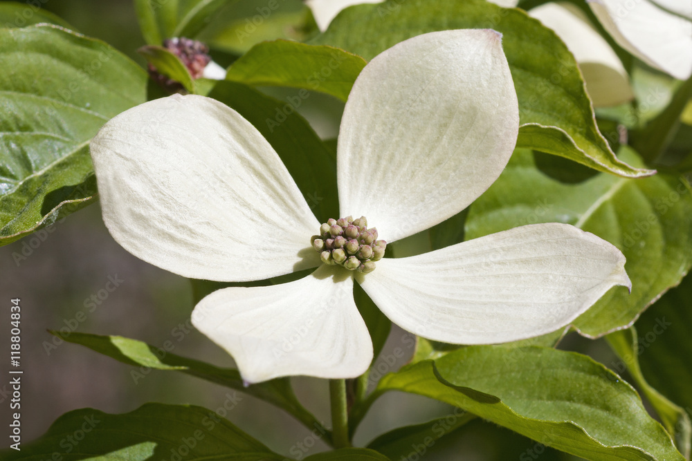 Rutcan constellation dogwood (Cornus x hybrid Rutcan). One of hybrids ...