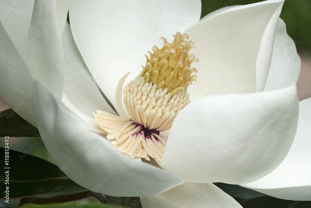 Southern magnolia (Magnolia grandiflora). Called Evegreen Magnolia ...