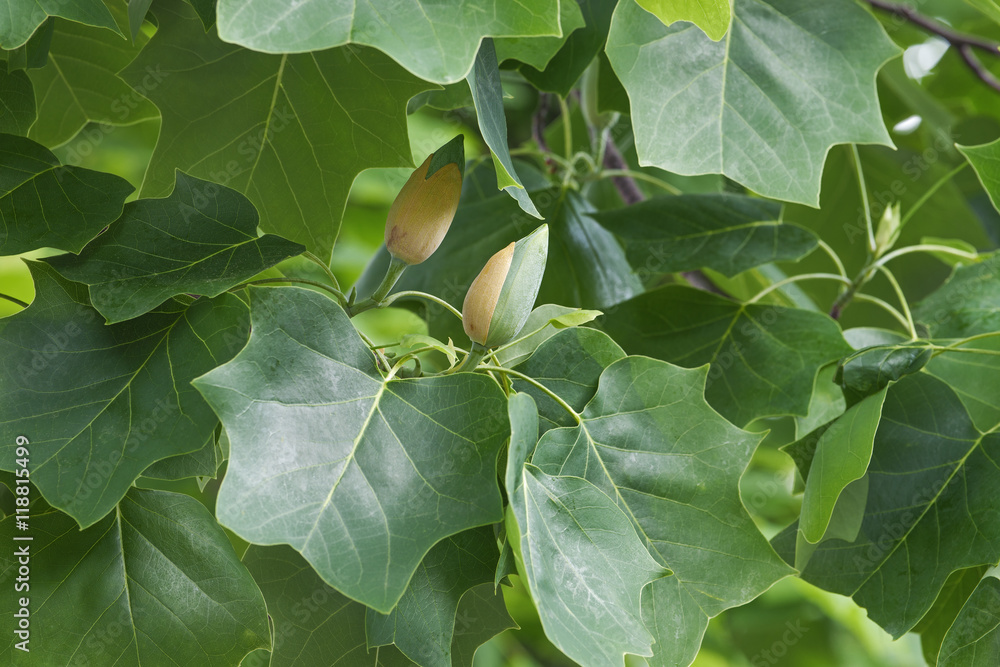 Tulip tree flower buds (Liriodendron tulipifera). Called Tuliptree ...