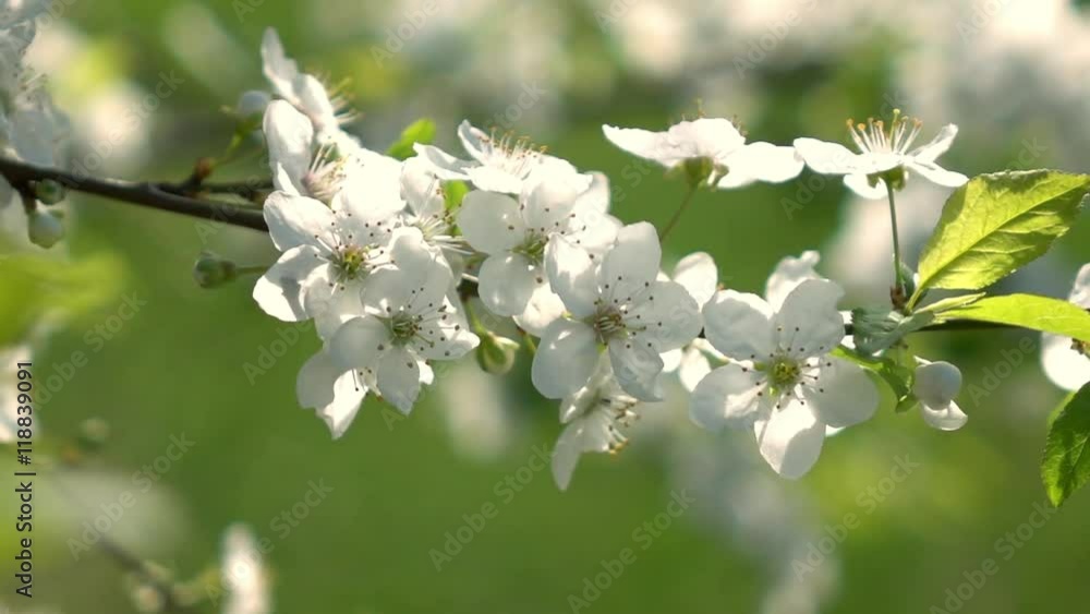 Smooth and slow motion of blooming white prune branch. Amazing natural ...
