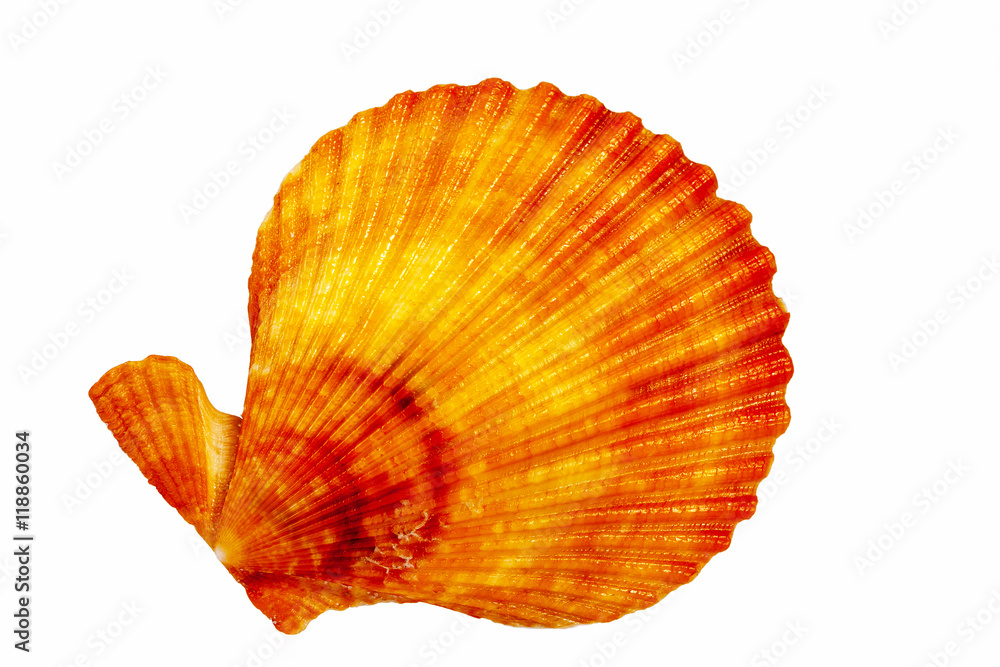 Sea shell of mollusk isolated on white background, close up Stock Photo ...