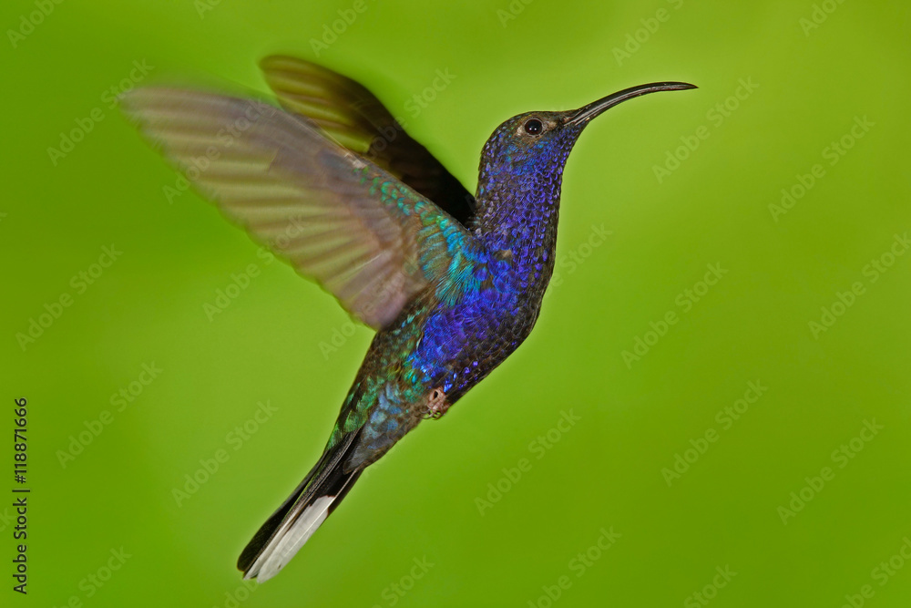 Flying big blue bird Violet Sabrewing with blurred green background ...