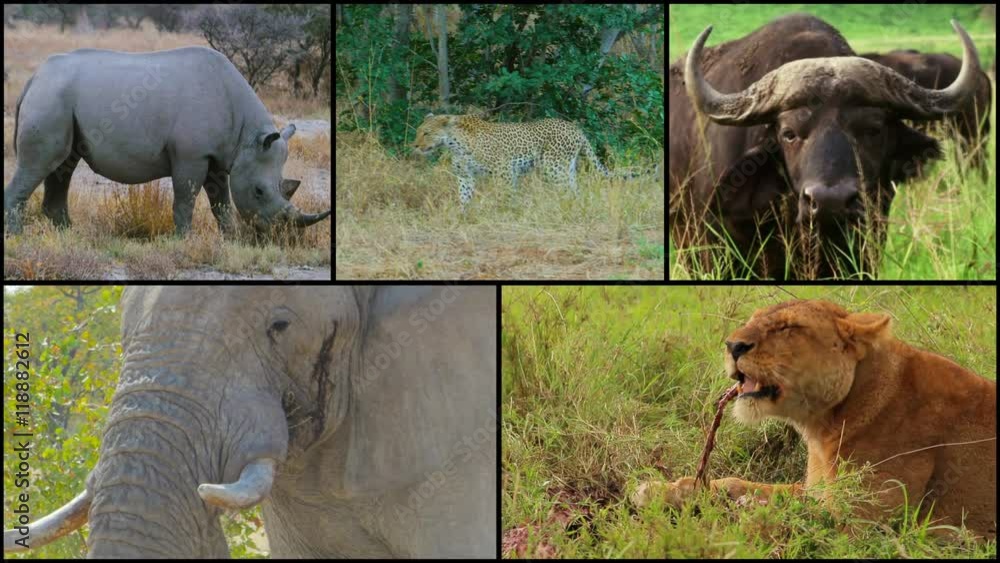 african big five wild animals collage montage composite buffalo lion ...