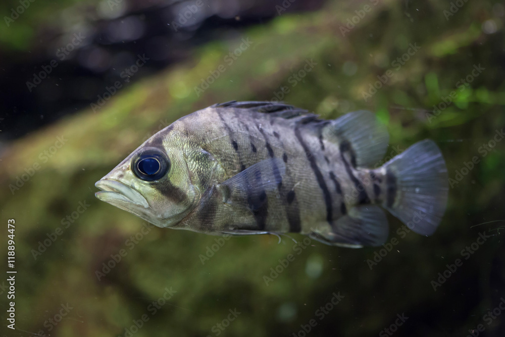 Indonesian tigerfish (Datnioides microlepis) Stock Photo | Adobe Stock