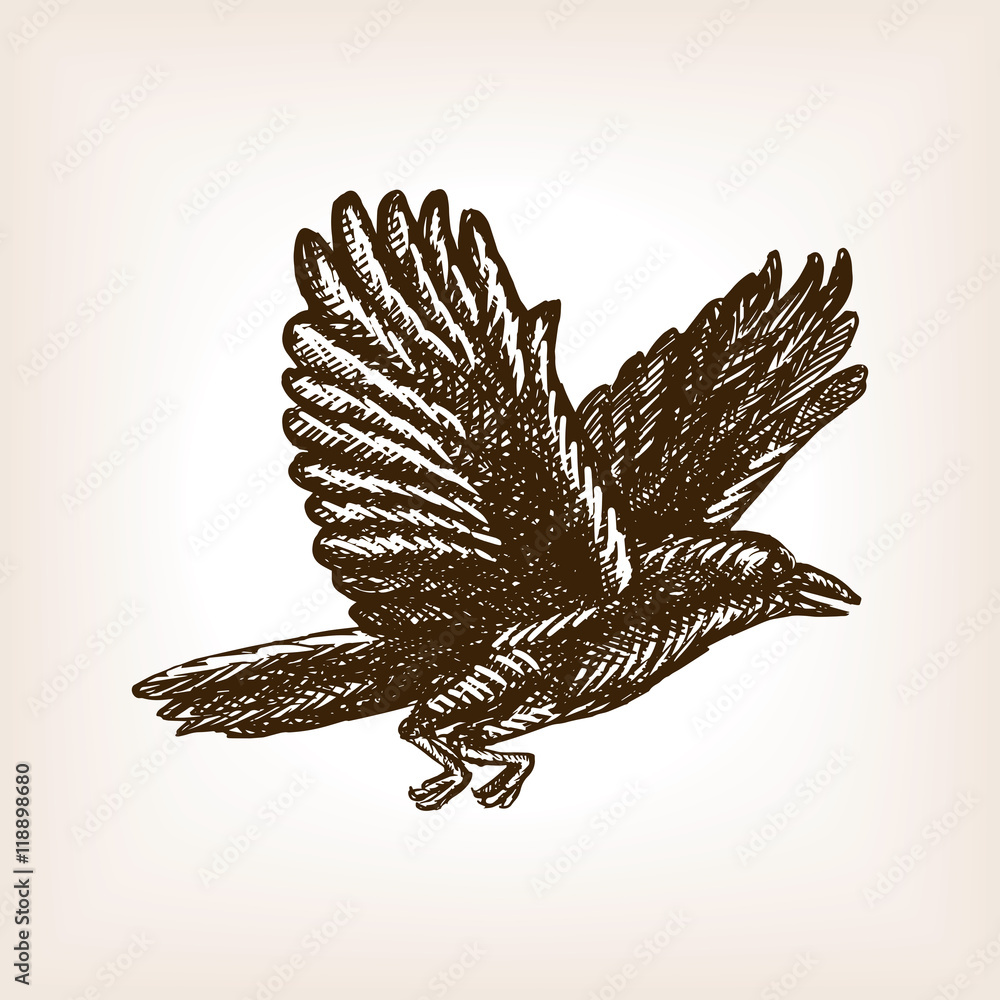 Flying crow sketch vector illustration Stock Vector | Adobe Stock