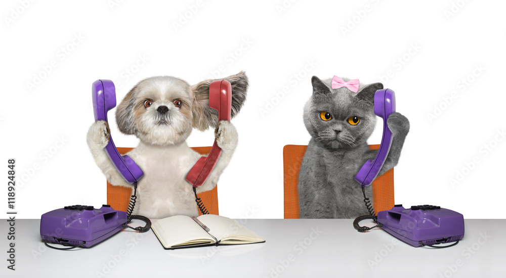 Dod and cat are talking over the phones Stock Photo | Adobe Stock