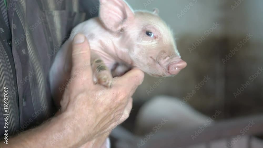 Old man holds a pig under the chin in 4K Stock Video | Adobe Stock