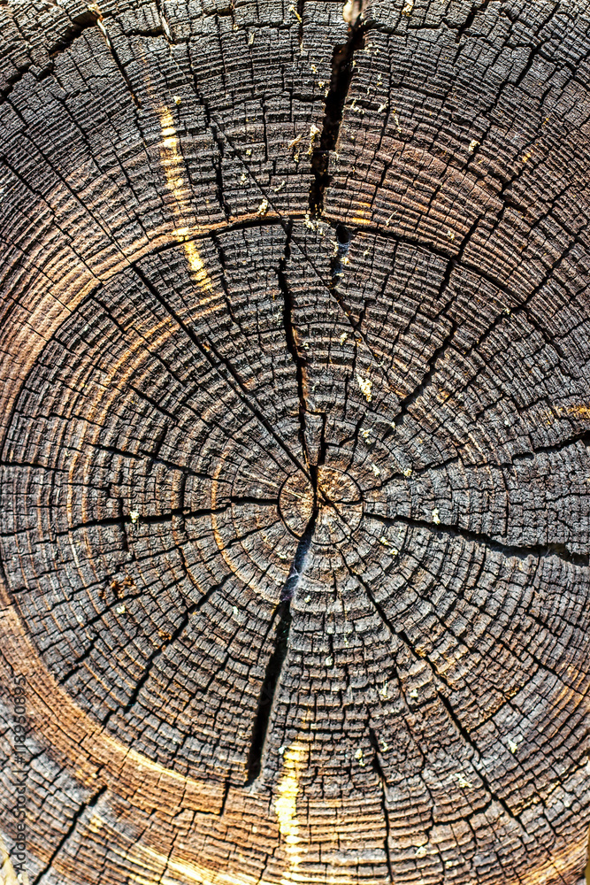 Tree Trunk Rings