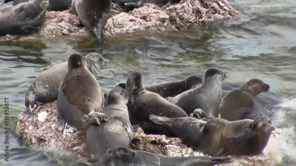 Baikal seal Pusa sibirica on Ushkany Islands belongs to type of animal ...