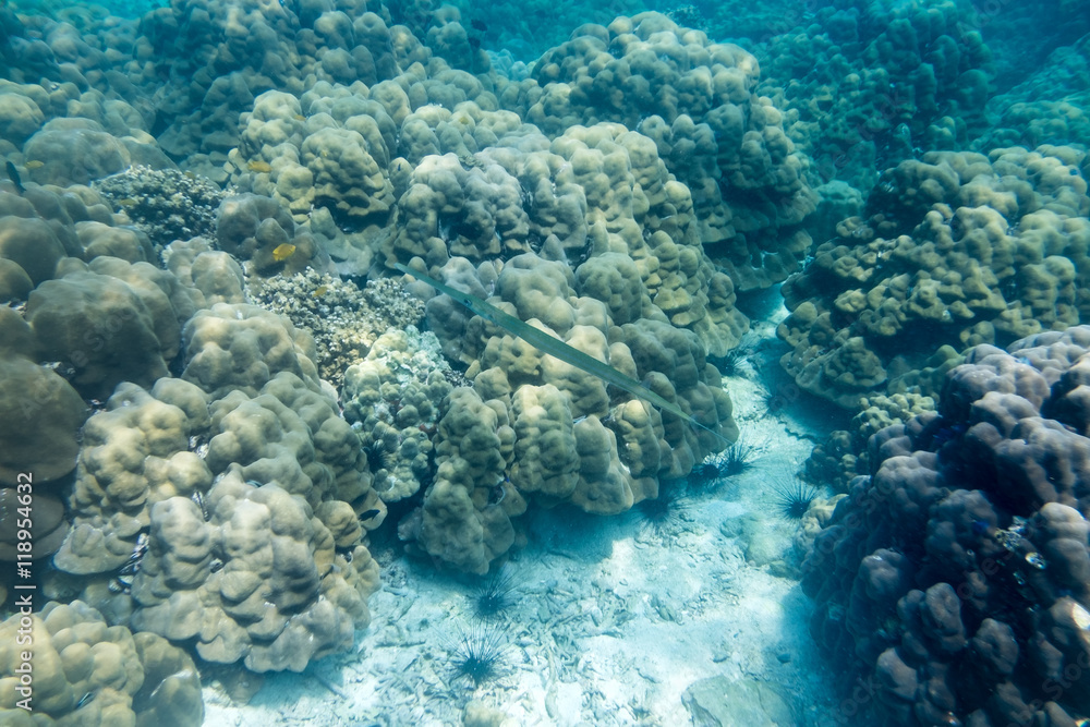 Wrestling halfbeak,Hemiramphidae,Dermogenys, long mouth and body clear ...