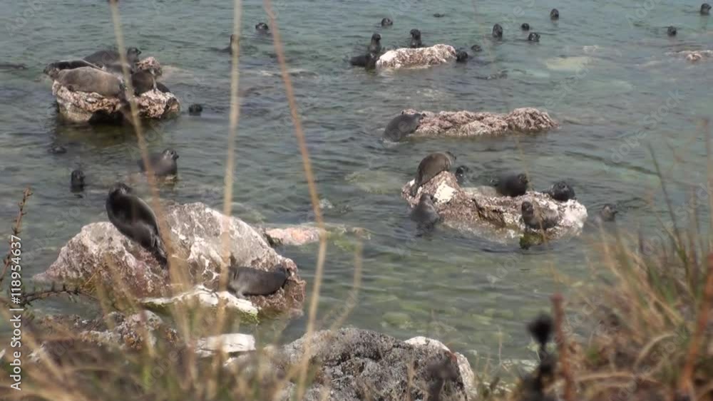 Baikal seal Pusa sibirica on Ushkany Islands belongs to type of animal ...