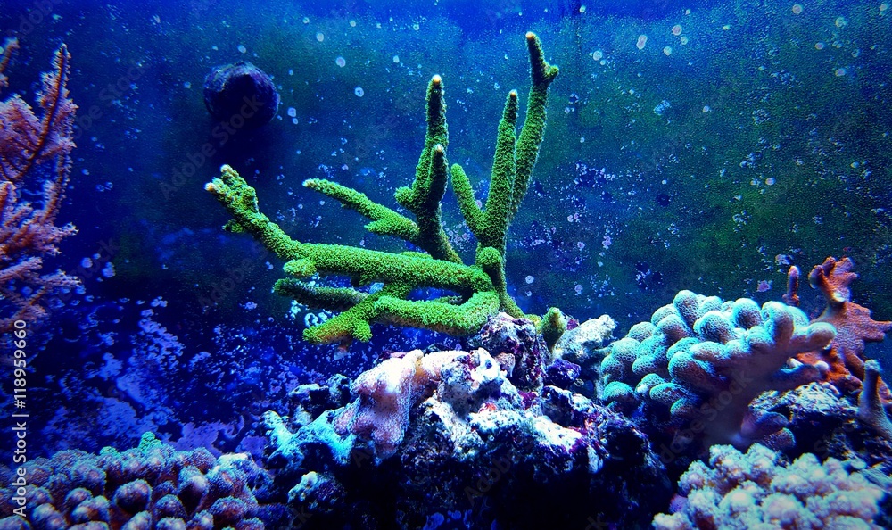 Green Staghorn Coral