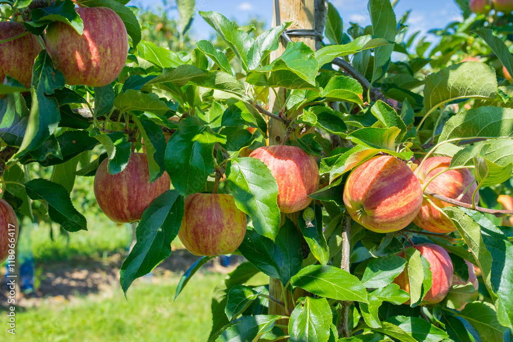 Rote, reife Äpfel am Apfelbaum Stock-Foto | Adobe Stock
