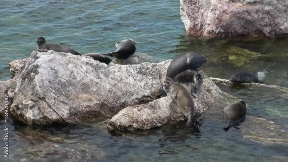 Baikal seal Pusa sibirica on Ushkany Islands belongs to type of animal ...